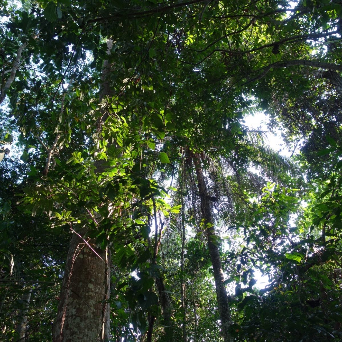 KfW - Salonga National Park – Democratic Republic of the Congo ...