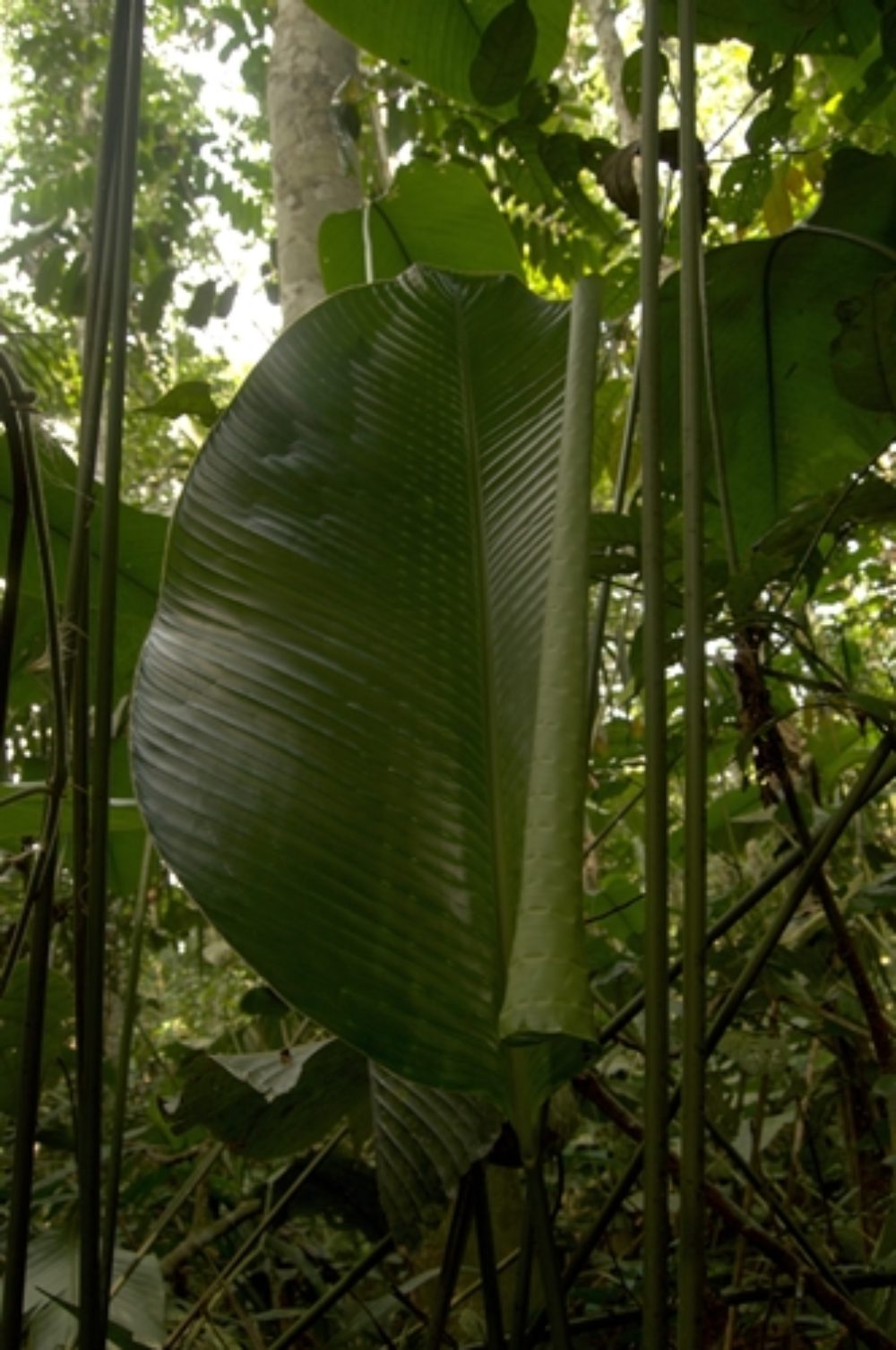 A culinary hike in the park - Salonga National Park – Salonga National Park