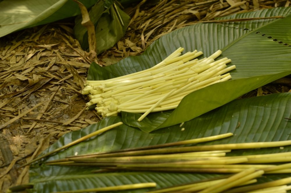 A culinary hike in the park - Salonga National Park – Salonga National Park