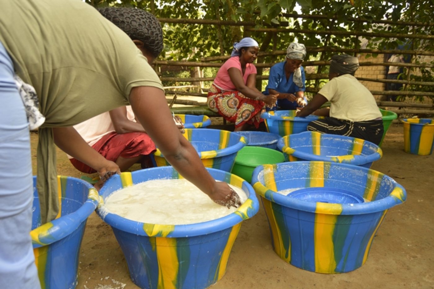 Chikwangues and the conservation of Salonga National Park - Salonga ...