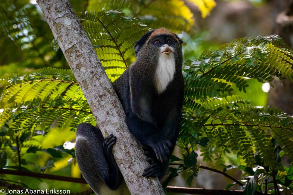 The Park - Salonga National Park – Salonga National Park