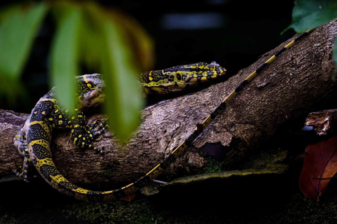 The Park - Salonga National Park – Salonga National Park