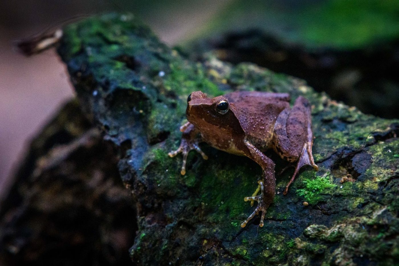 The Park - Salonga National Park – Salonga National Park