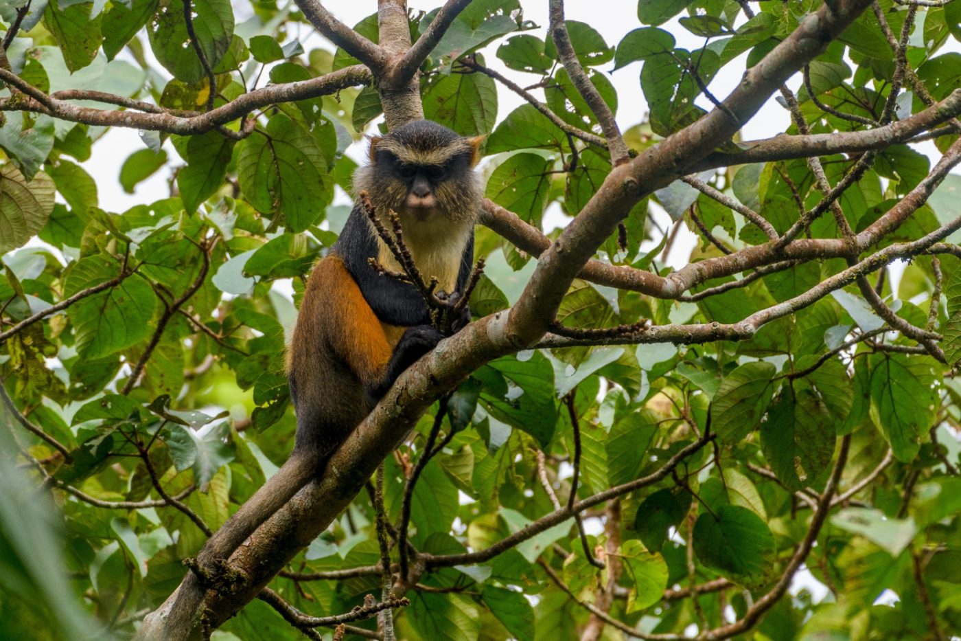 The Park - Salonga National Park – Salonga National Park