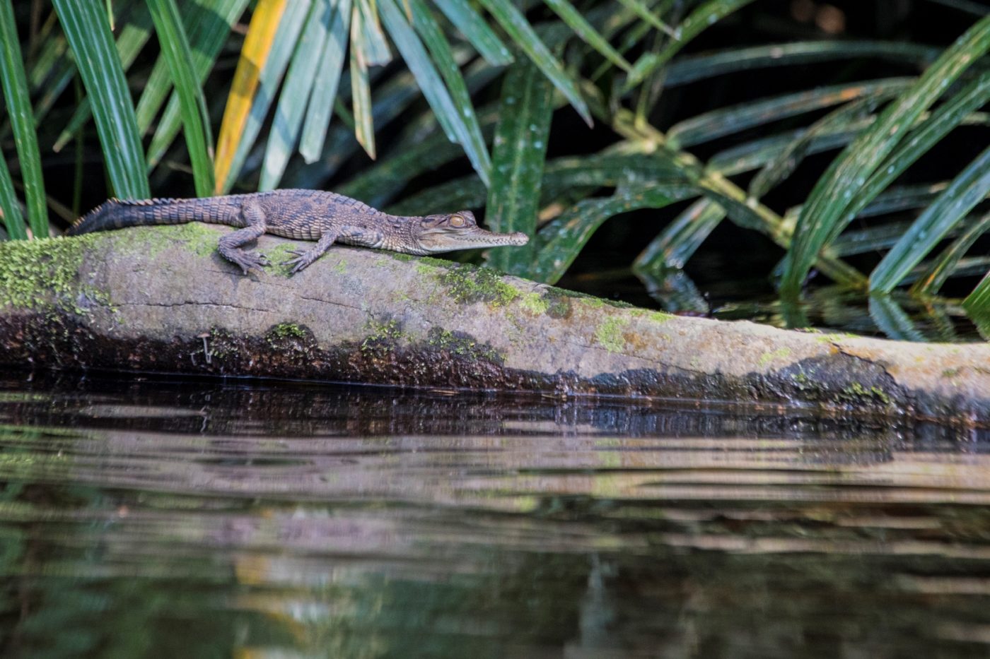 The Park - Salonga National Park – Salonga National Park