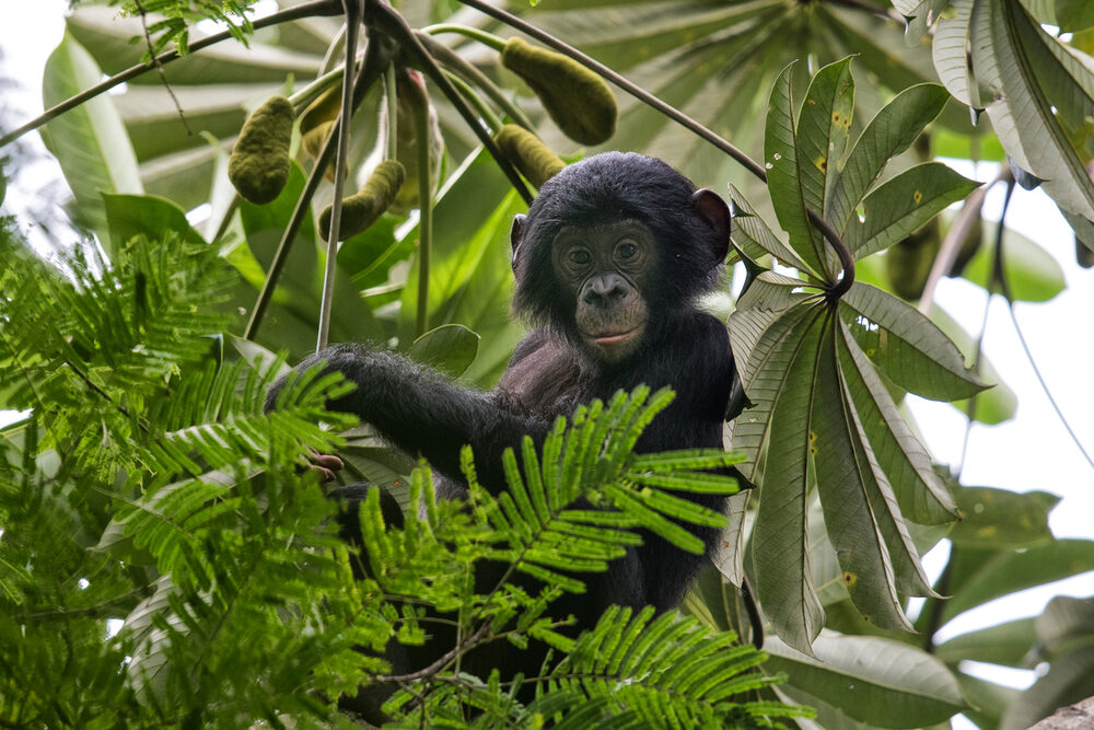 The bonobo - a primate living in Salonga National Park in the DRC ...