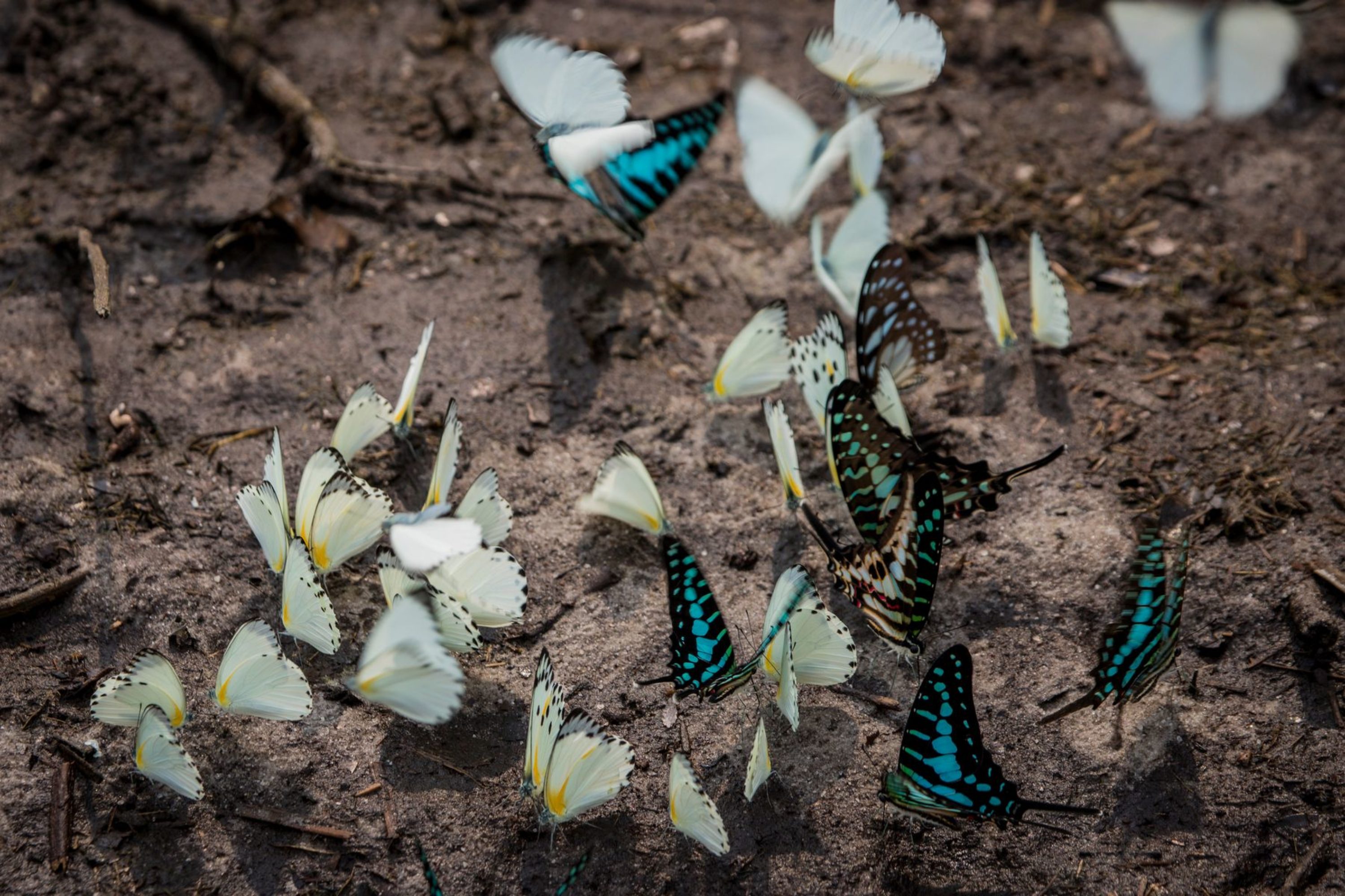 Fantastic discovery in Salonga - Salonga National Park – Salonga ...