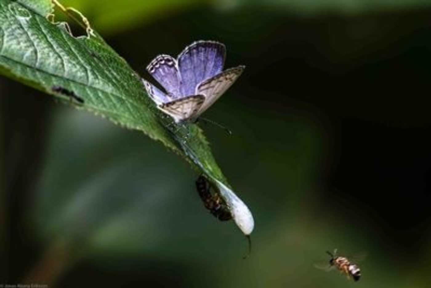 Fantastic discovery in Salonga - Salonga National Park – Salonga ...