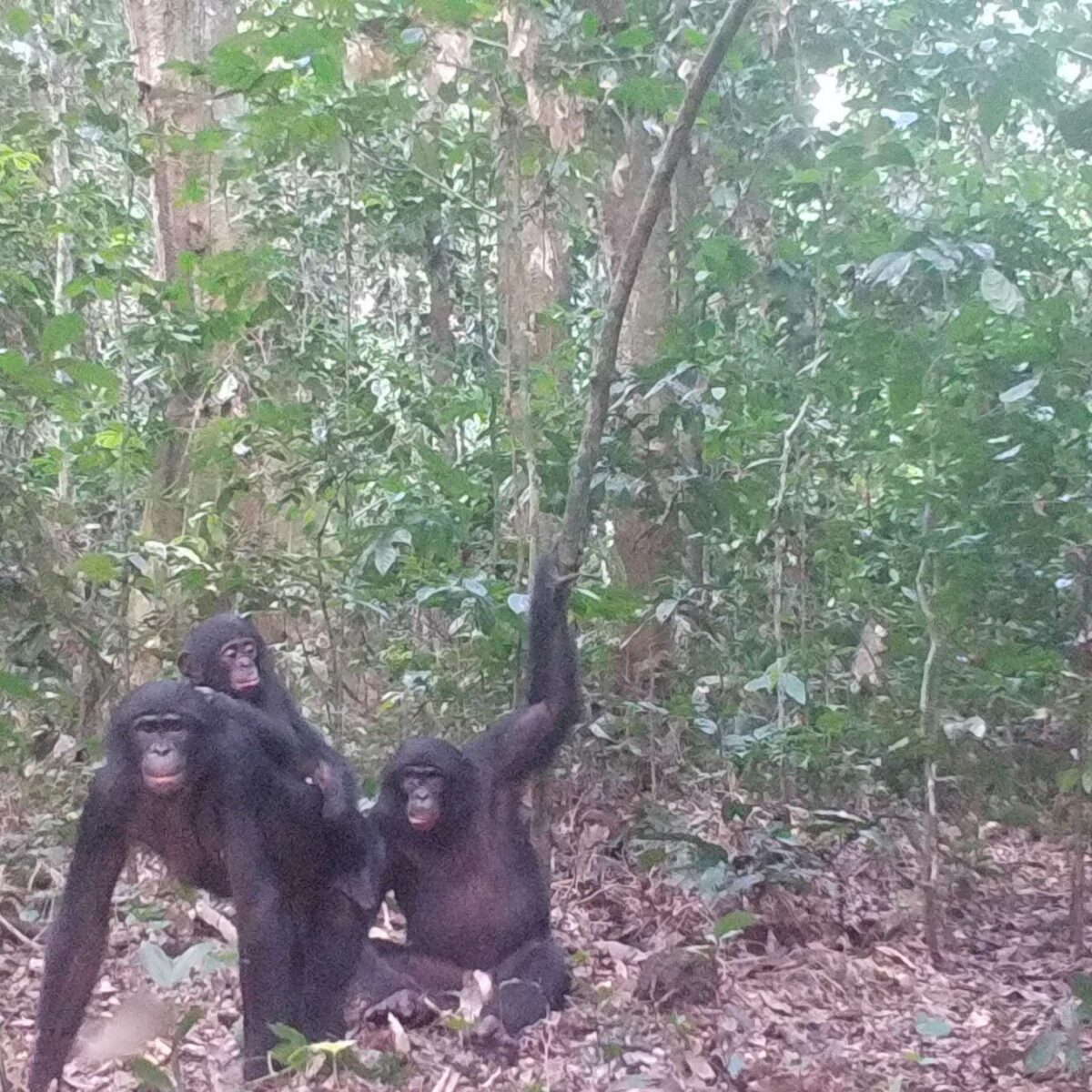 La faune se maintient dans le secteur de Monkoto en dépit de la ...